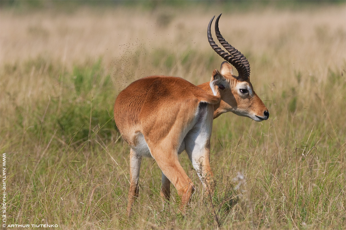 Nature Images by Arthur Tiutenko : Kobus kob (Kob)