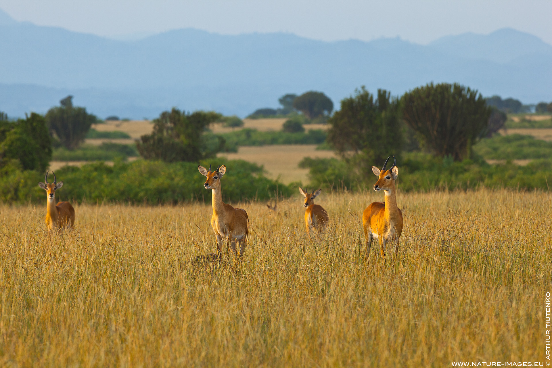 Nature Images by Arthur Tiutenko : Kobus kob (Kob)